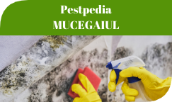 Metode de combatere a mucegaiului